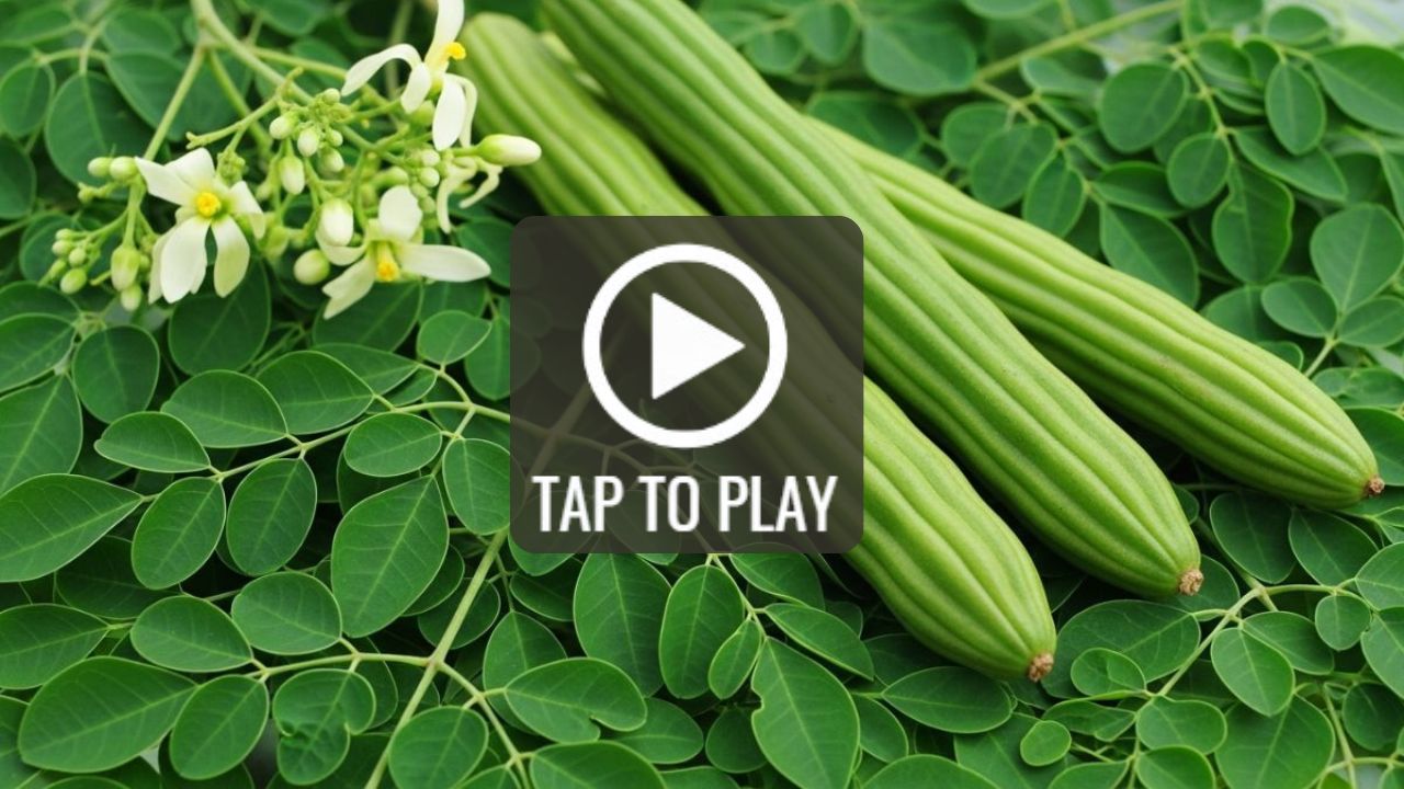 Moringa Magic Price, Packages, and Discount Offers – How to Get the ...
